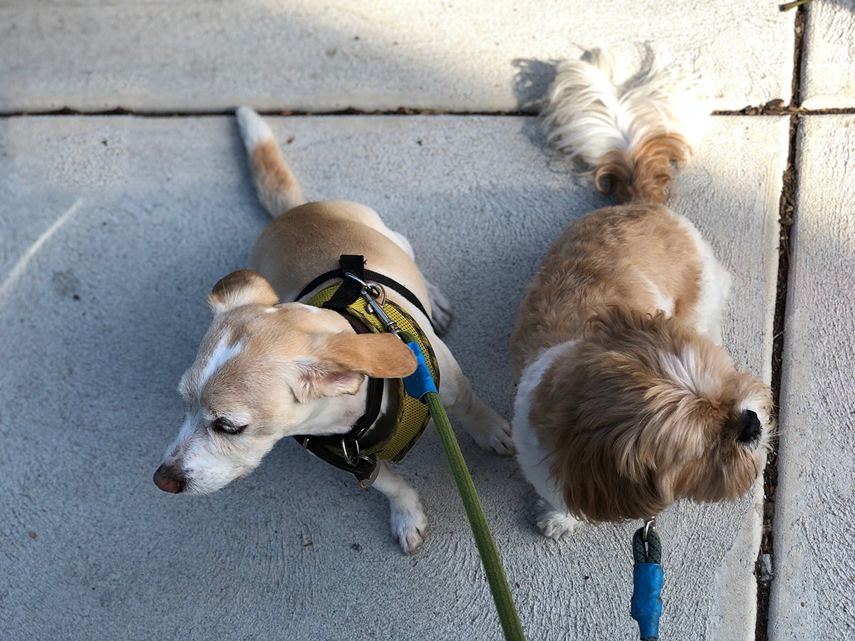 A Movement Variability Lesson From Dogs